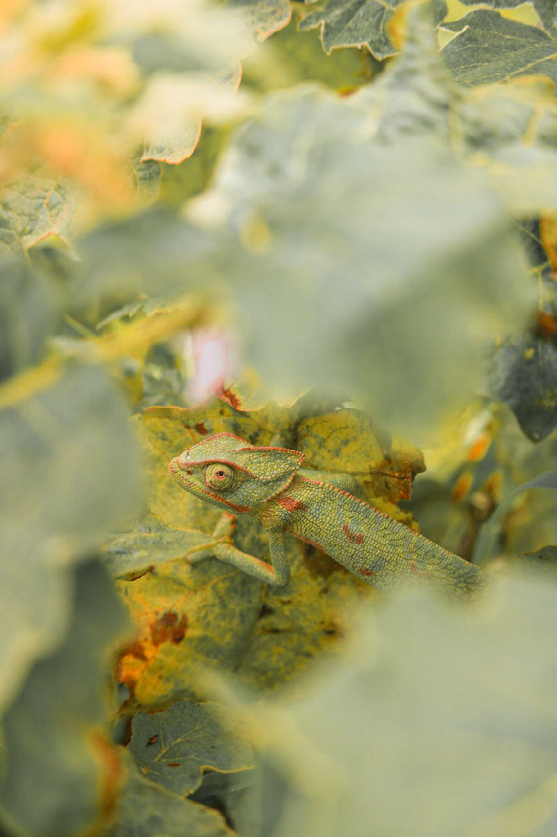 Jungle | Edit | Photoshop Lightroom