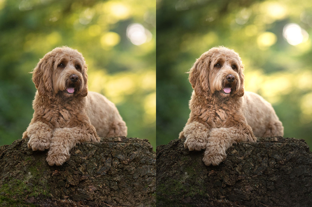 Masking to Create Dramatic Forest Light | Tutorial | Adobe Lightroom