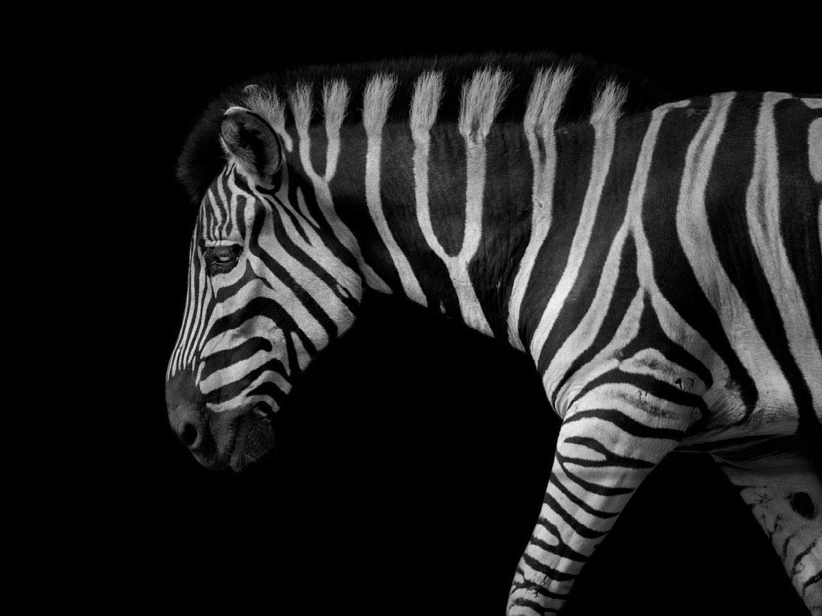 Zebra | Edit | Photoshop Lightroom