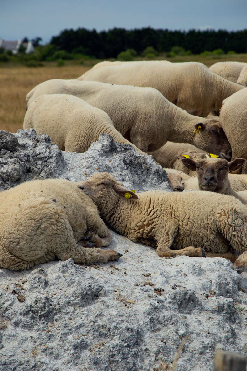 Counting sheep | Edit | Photoshop Lightroom