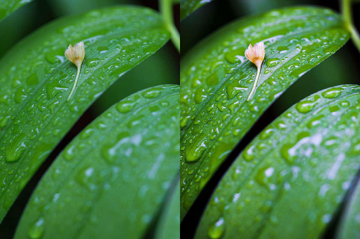 Adding Contrast to a Nature Photograph | Tutorial | Adobe Lightroom