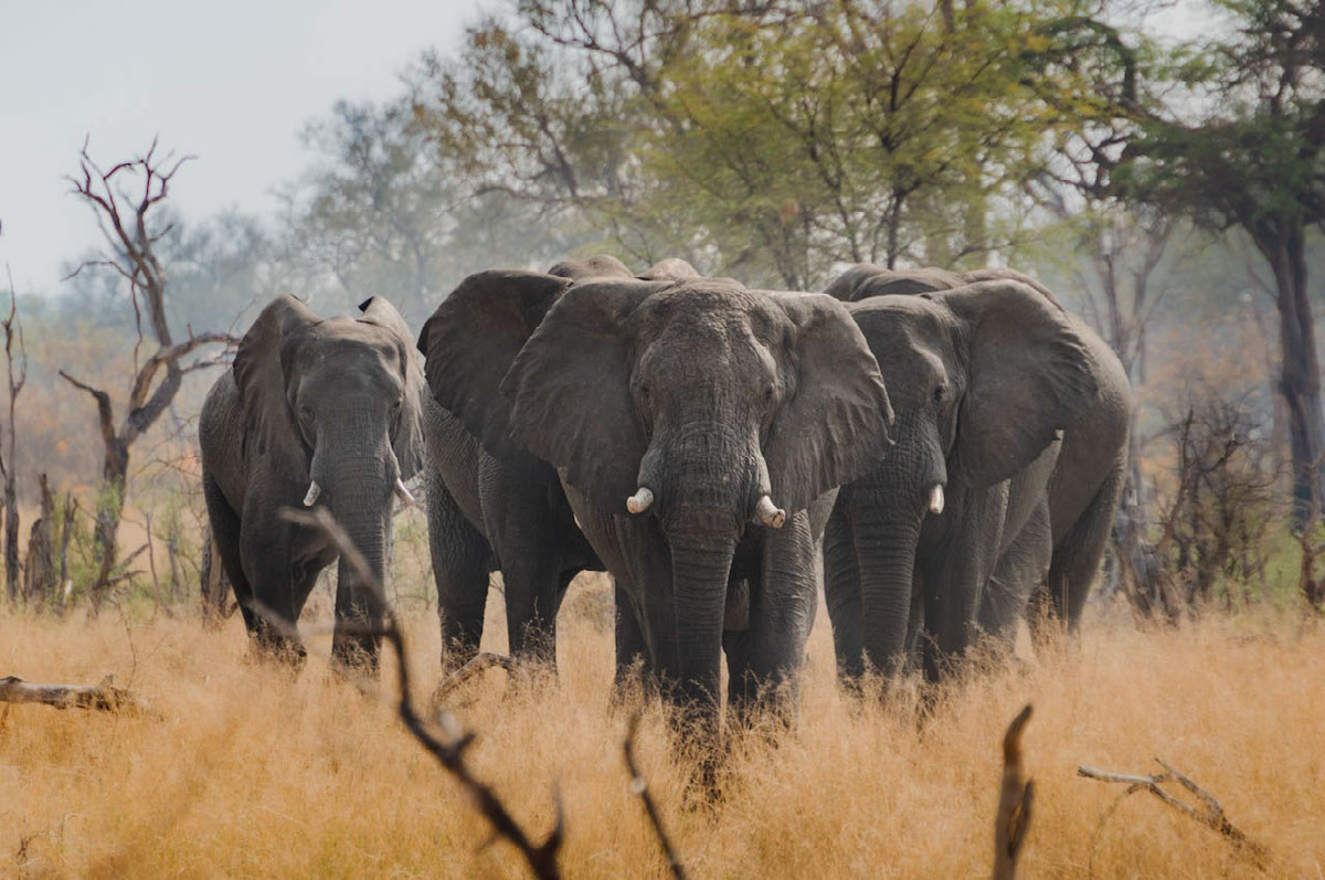 Elephant Formation | Edit | Photoshop Lightroom