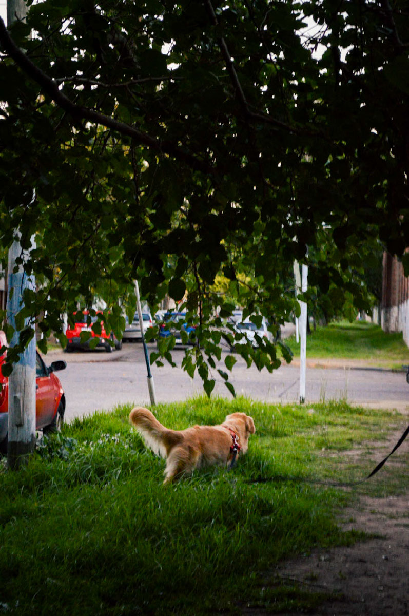 dog | Edit | Photoshop Lightroom