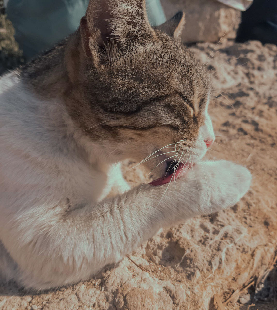 Cat | Edit | Photoshop Lightroom