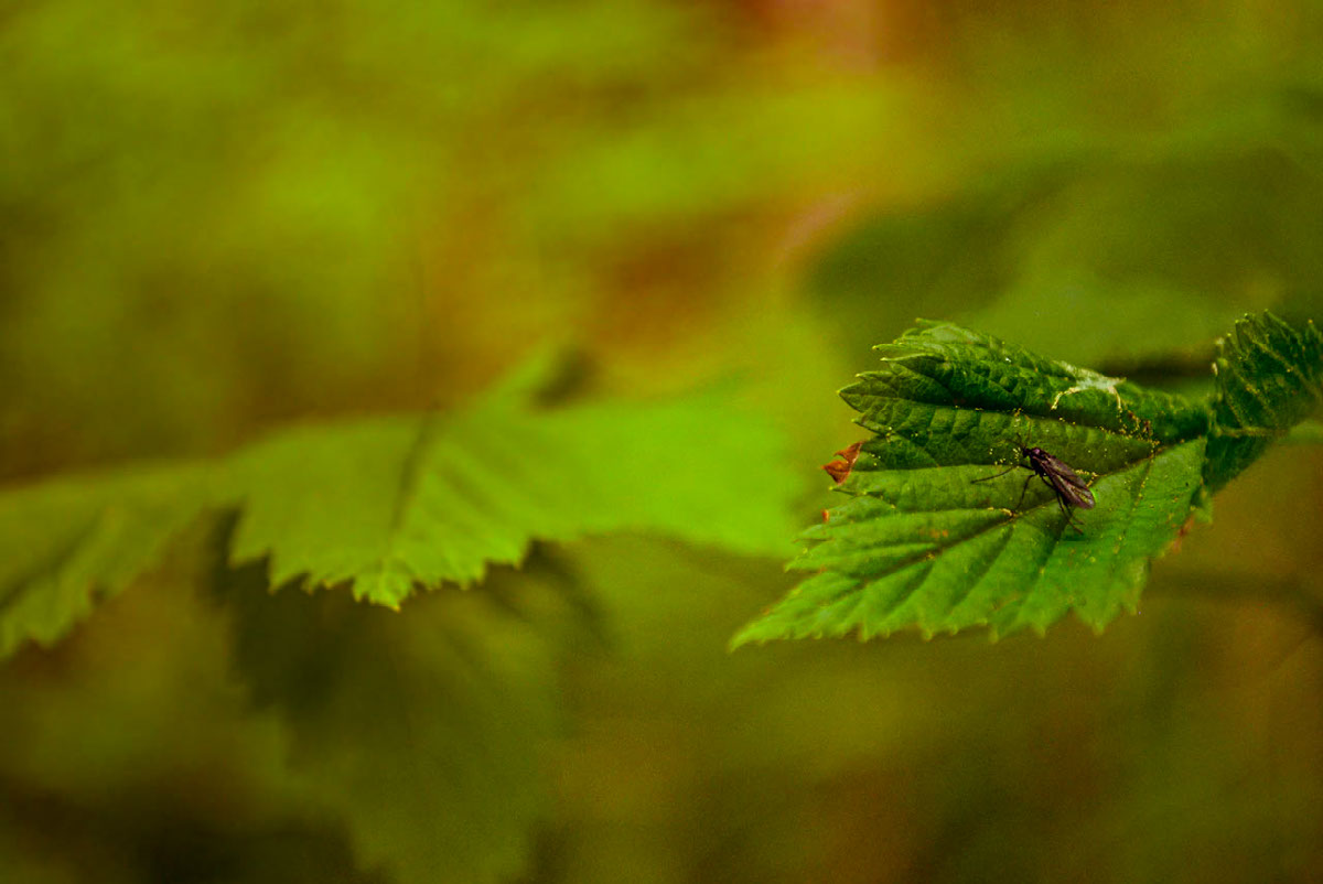 Insect | Edit | Photoshop Lightroom