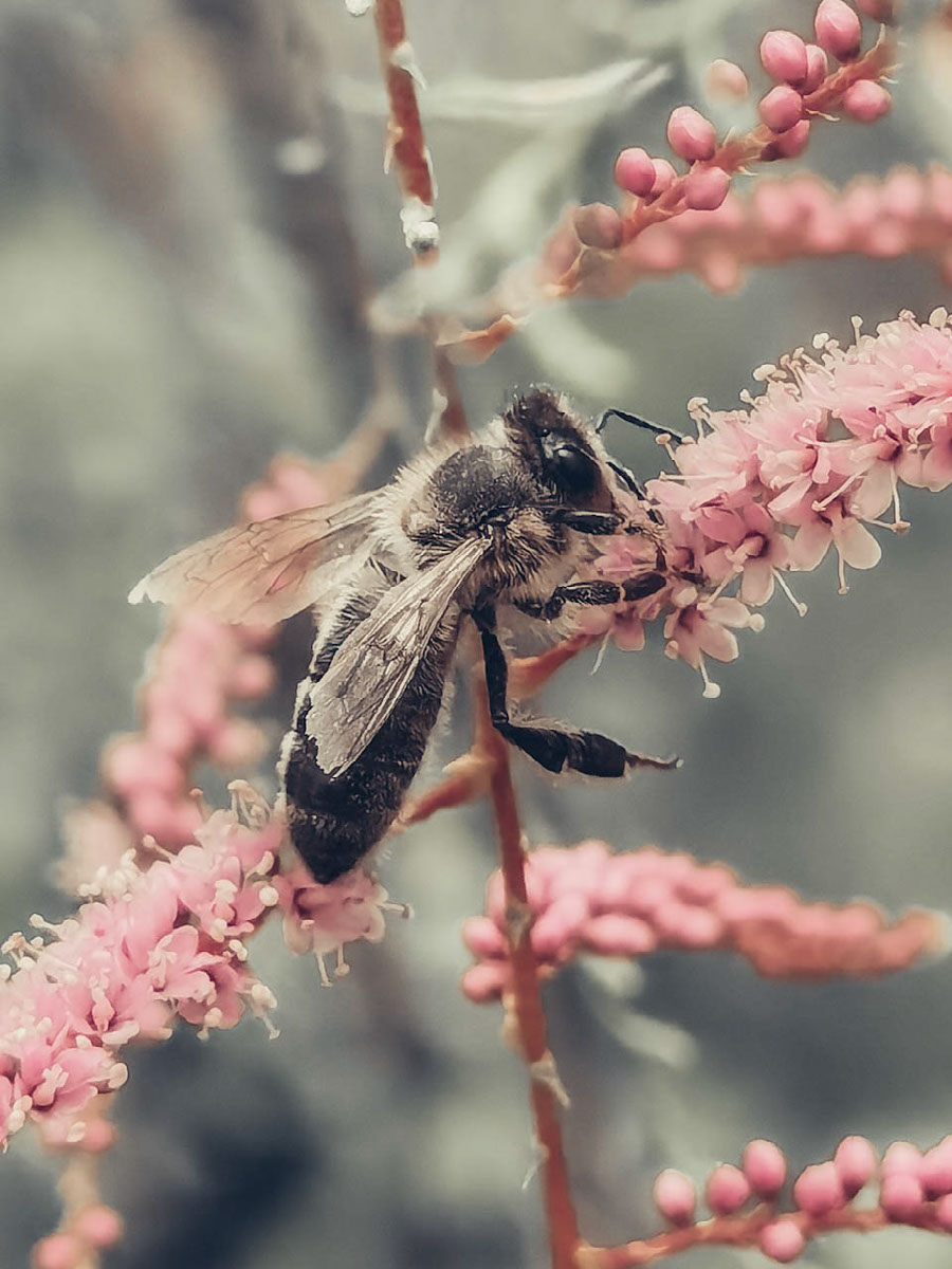 Bee | Edit | Photoshop Lightroom