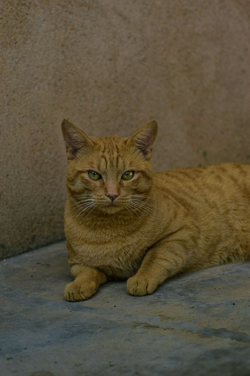 SIMBA | Edit | Photoshop Lightroom