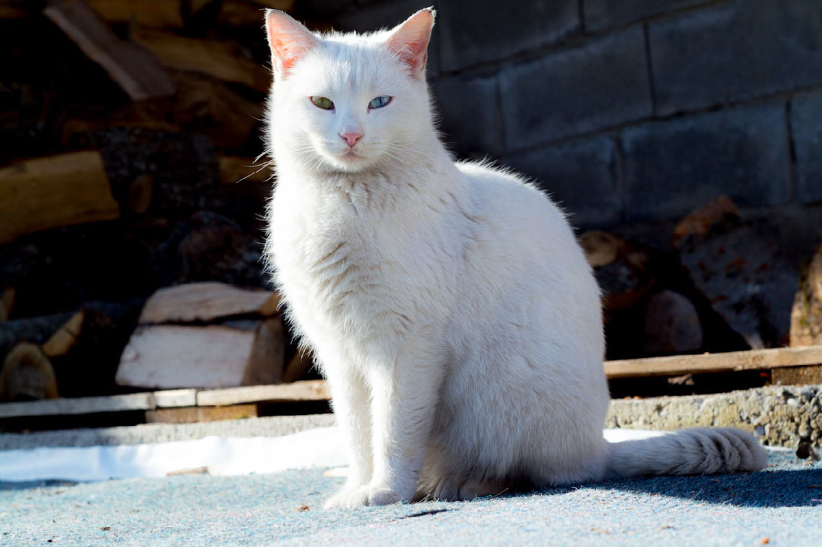 Cat | Edit | Photoshop Lightroom