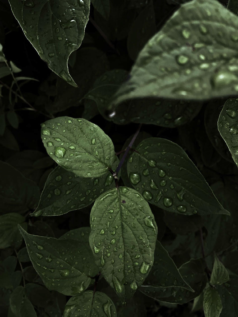 Leaves | Edit | Photoshop Lightroom