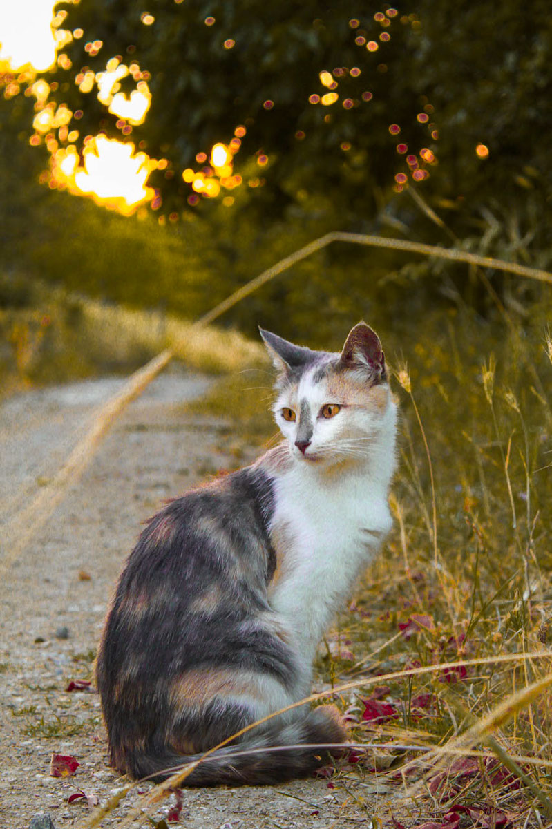 Cat photo editing | Edit | Photoshop Lightroom