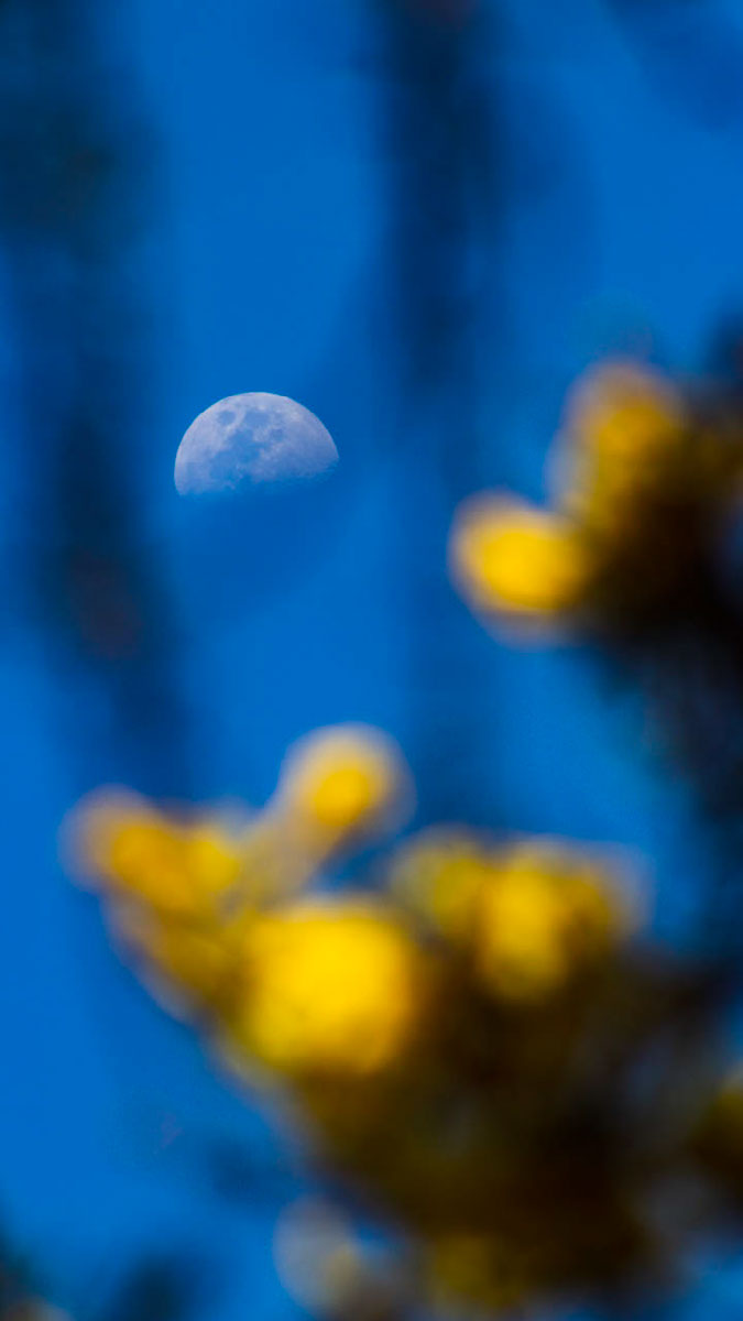 Lua + Ipe amarelo | Edit | Photoshop Lightroom