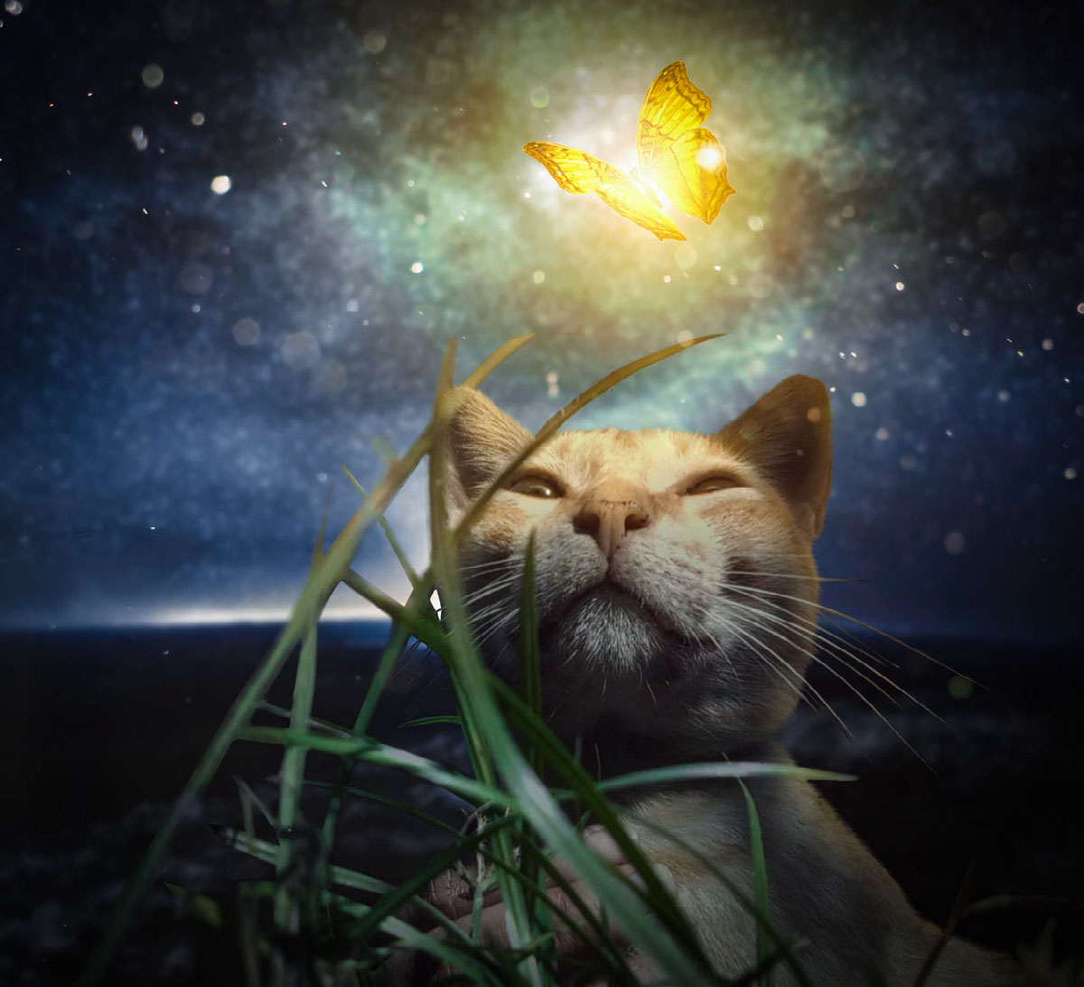 Cat butterfly manipulation | Edit | Photoshop Lightroom