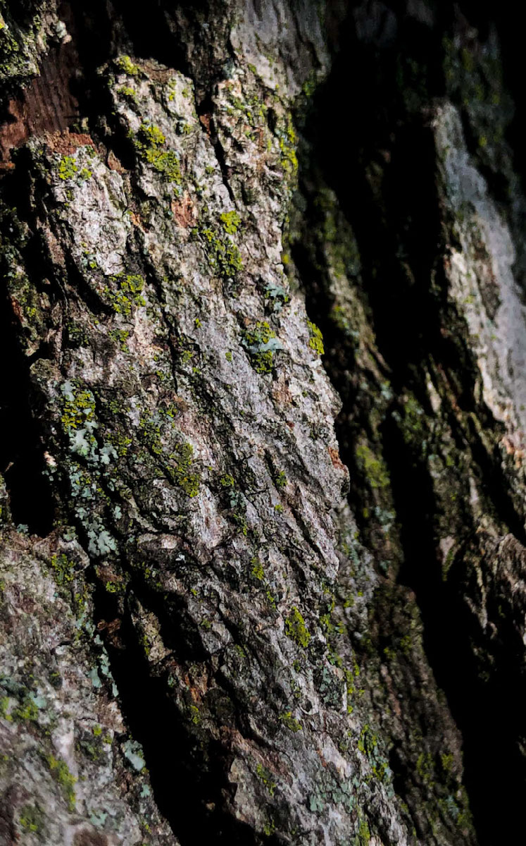 Bark | Edit | Photoshop Lightroom