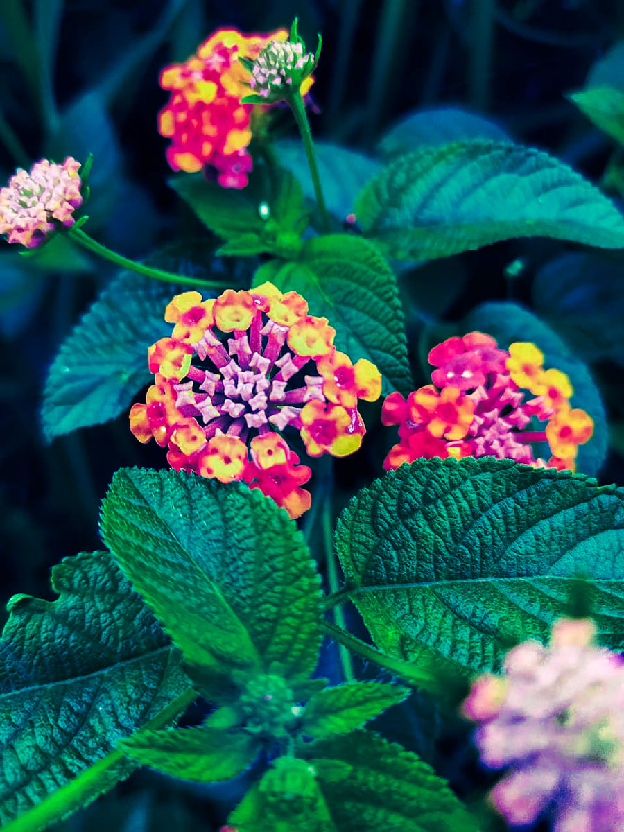 Flowers | Edit | Photoshop Lightroom