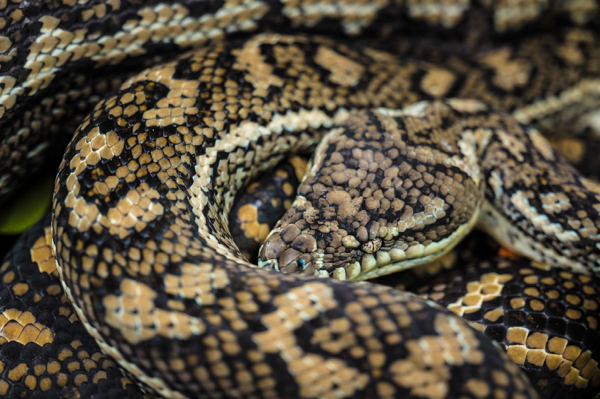 Carpet Python | Edit | Photoshop Lightroom