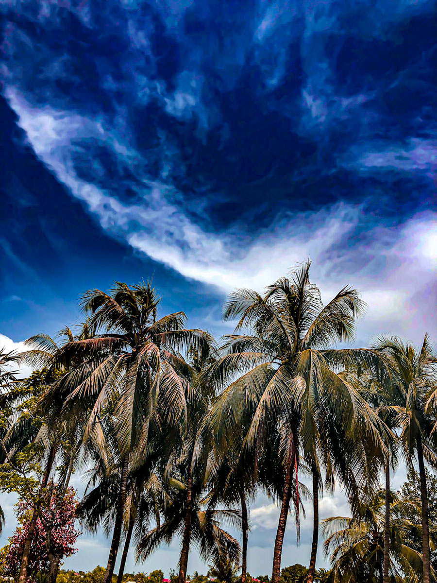 Beautiful Blue sky and Coconut tree | Edit | Photoshop Lightroom