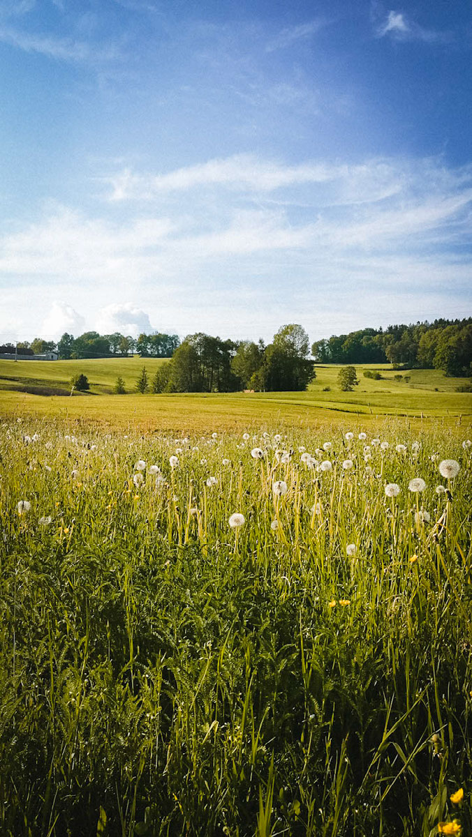 Meadow | Edit | Photoshop Lightroom