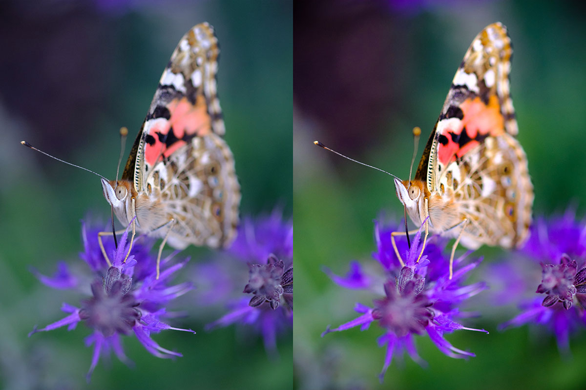 Boosting Color in a Butterfly Photo | Tutorial | Photoshop Lightroom