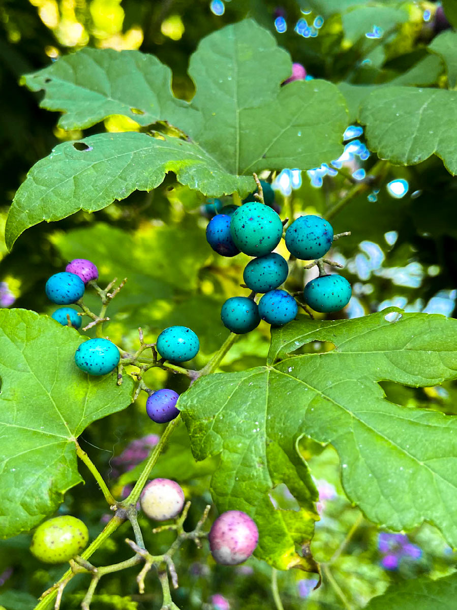 Cool berries | Edit | Photoshop Lightroom