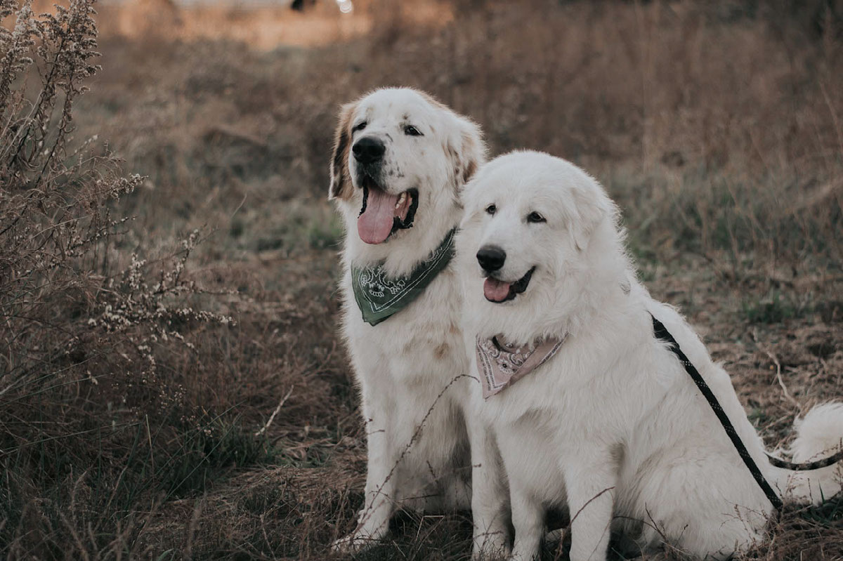 smiling dogs | Edit | Photoshop Lightroom