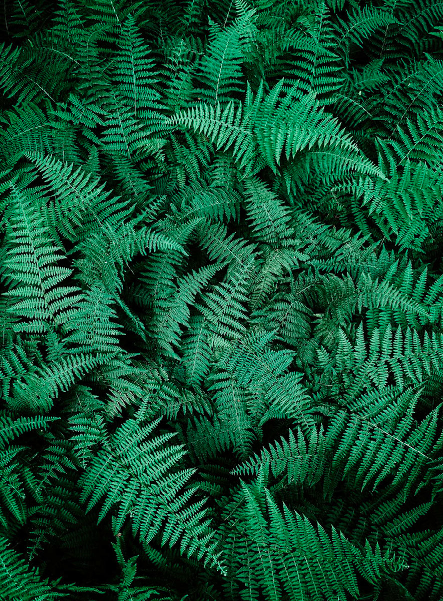 Oh fern | Edit | Photoshop Lightroom