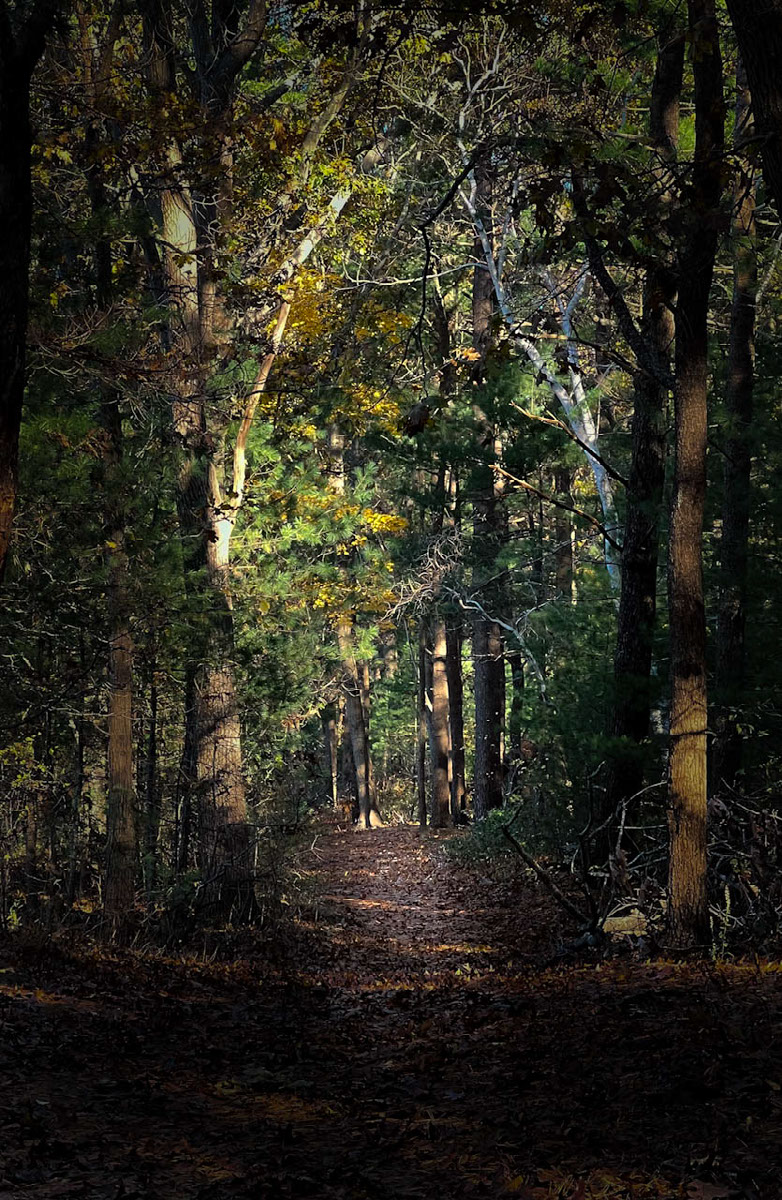 Woodland Path | Edit | Photoshop Lightroom
