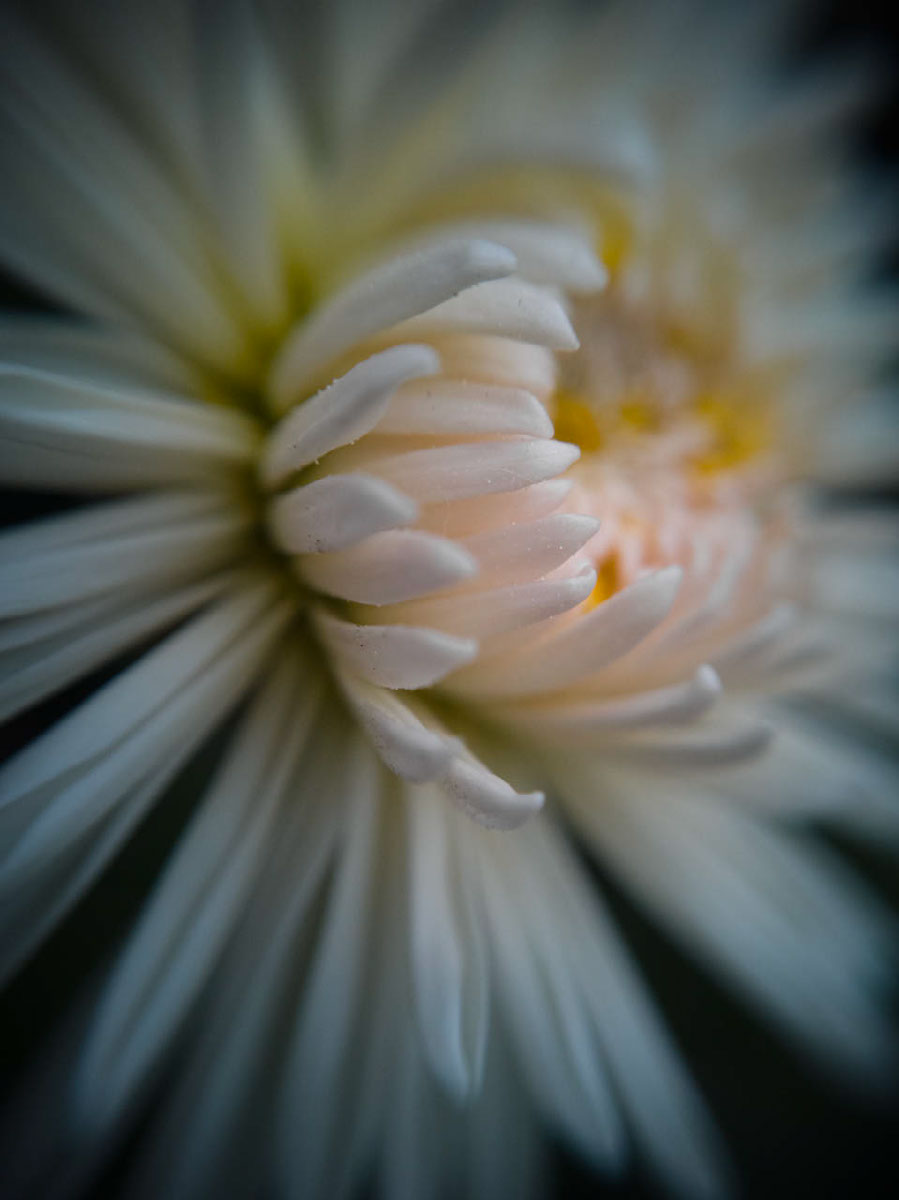 Flower | Edit | Photoshop Lightroom