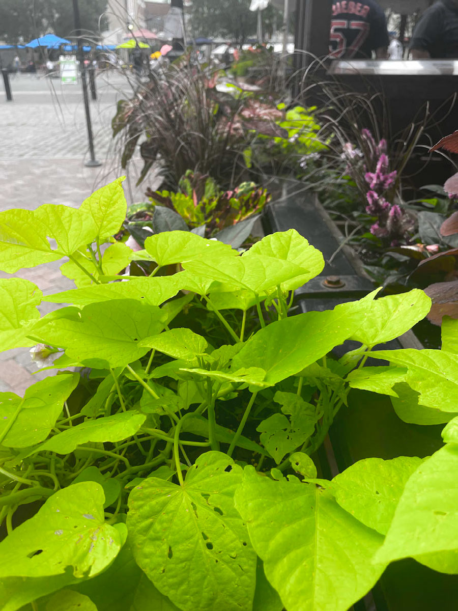 I Love me some plants 🪴 | Edit | Photoshop Lightroom