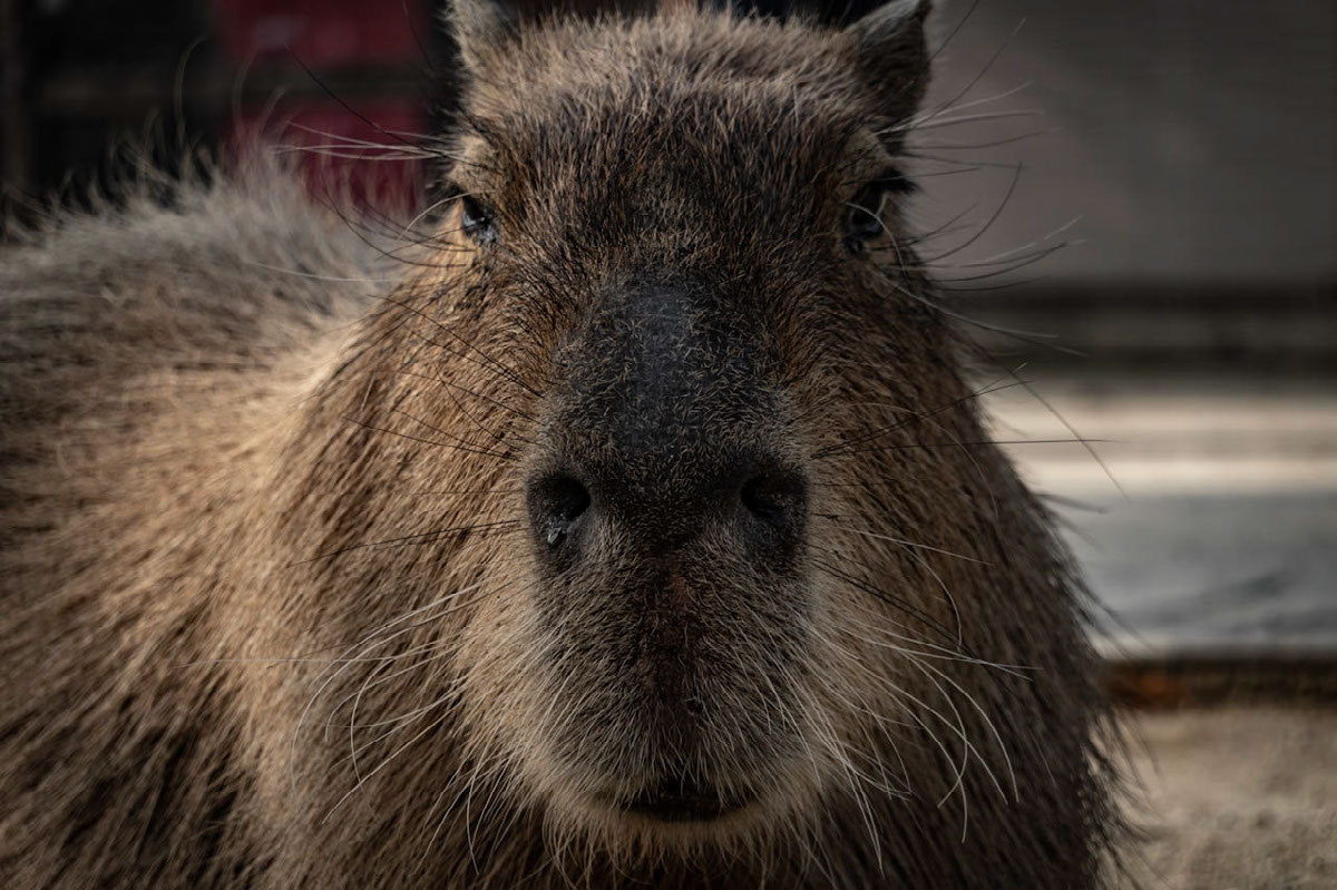 Hydrochoerus | Edit | Photoshop Lightroom