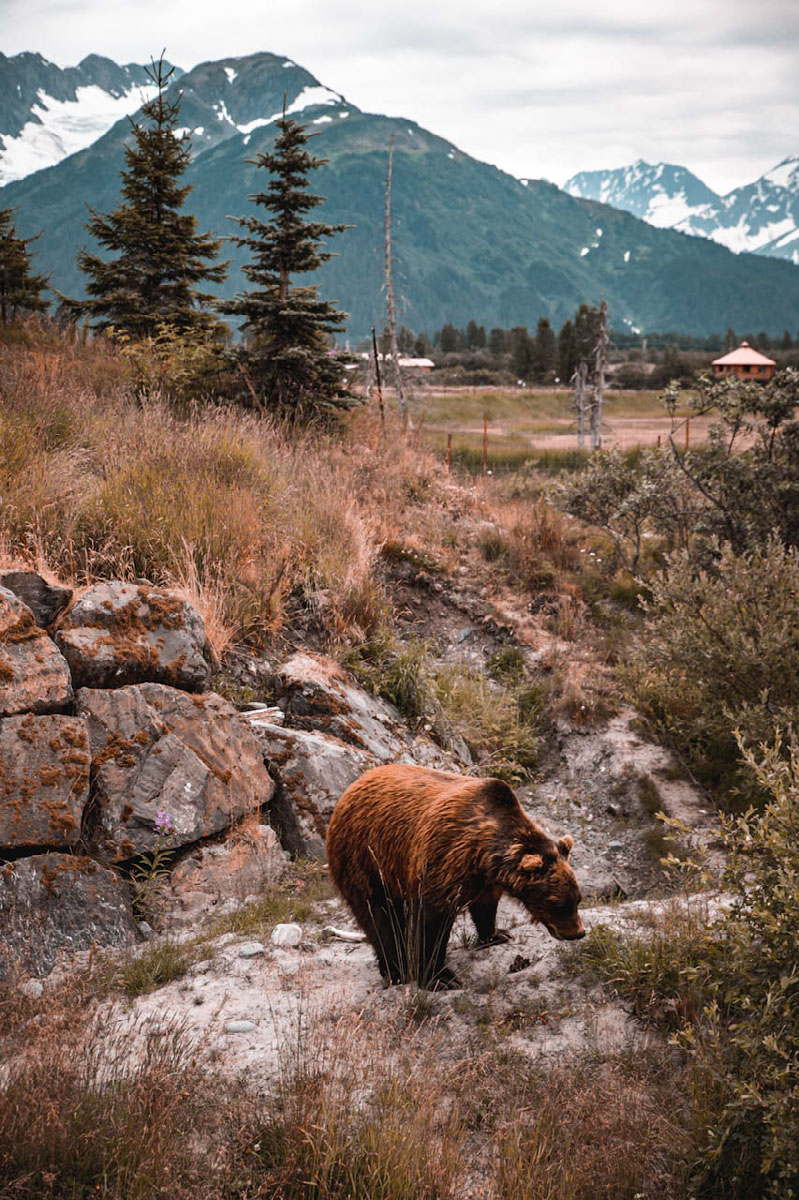 Bears in Alaska | Edit | Photoshop Lightroom