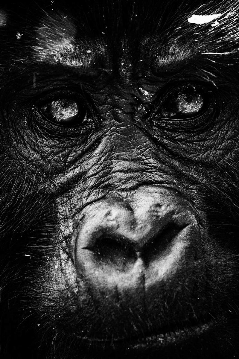 MOUNTAIN GORILLA | Edit | Photoshop Lightroom