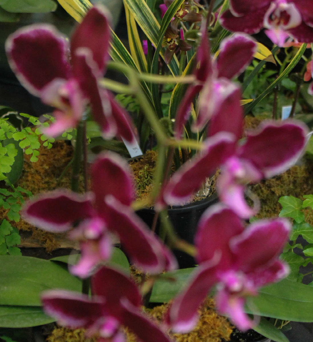 flower | Edit | Photoshop Lightroom