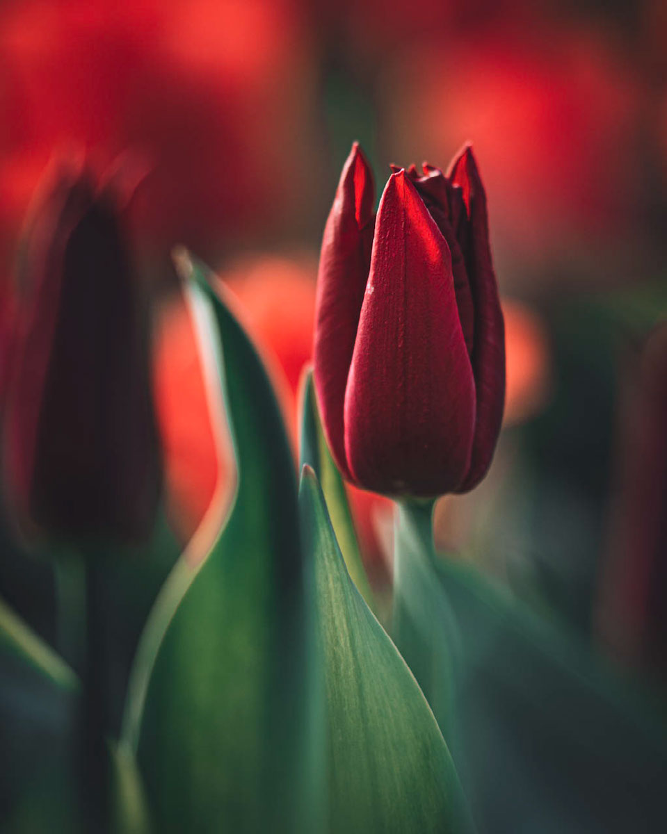 Gorgeous red | Edit | Photoshop Lightroom