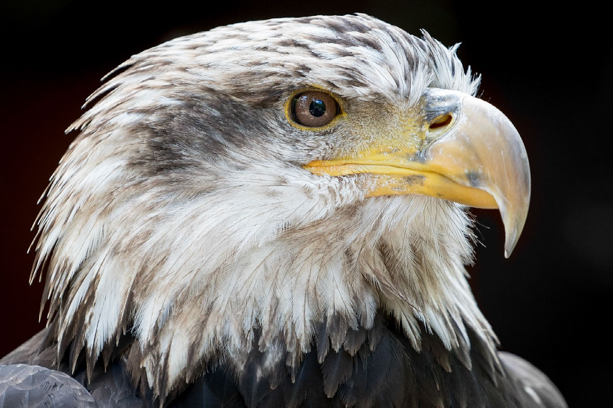 Bald Eagle | Edit | Photoshop Lightroom