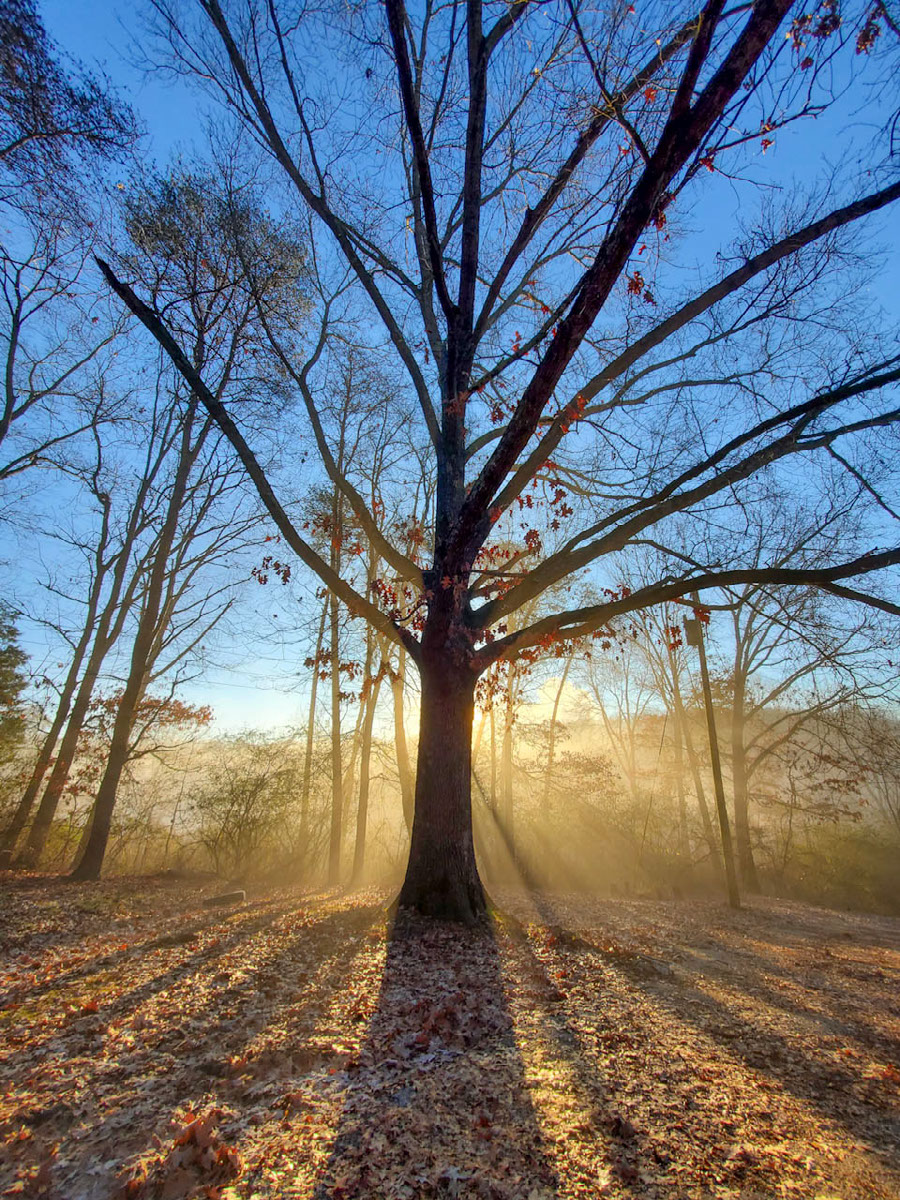 Tree | Edit | Photoshop Lightroom