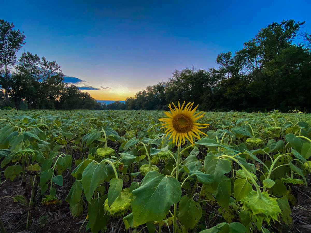 Sunflower Power | Edit | Photoshop Lightroom