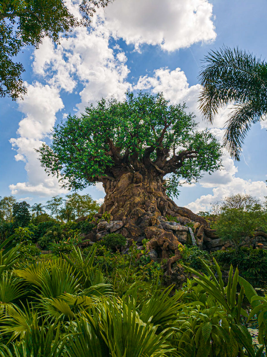Tree life animal kingdom | Edit | Photoshop Lightroom