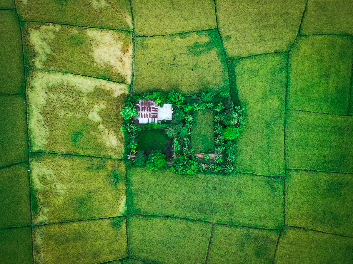 Rice | Edit | Photoshop Lightroom