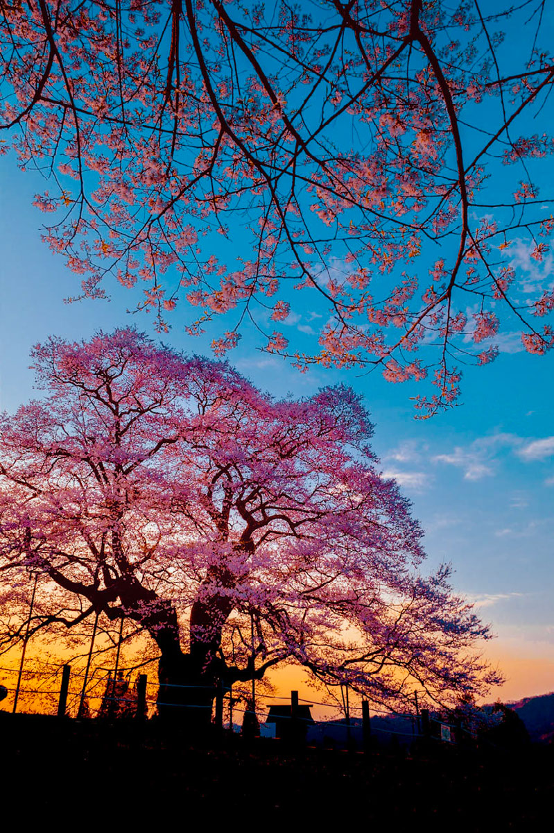 Drawing inspiration from Japanese court cards. | Edit | Photoshop Lightroom