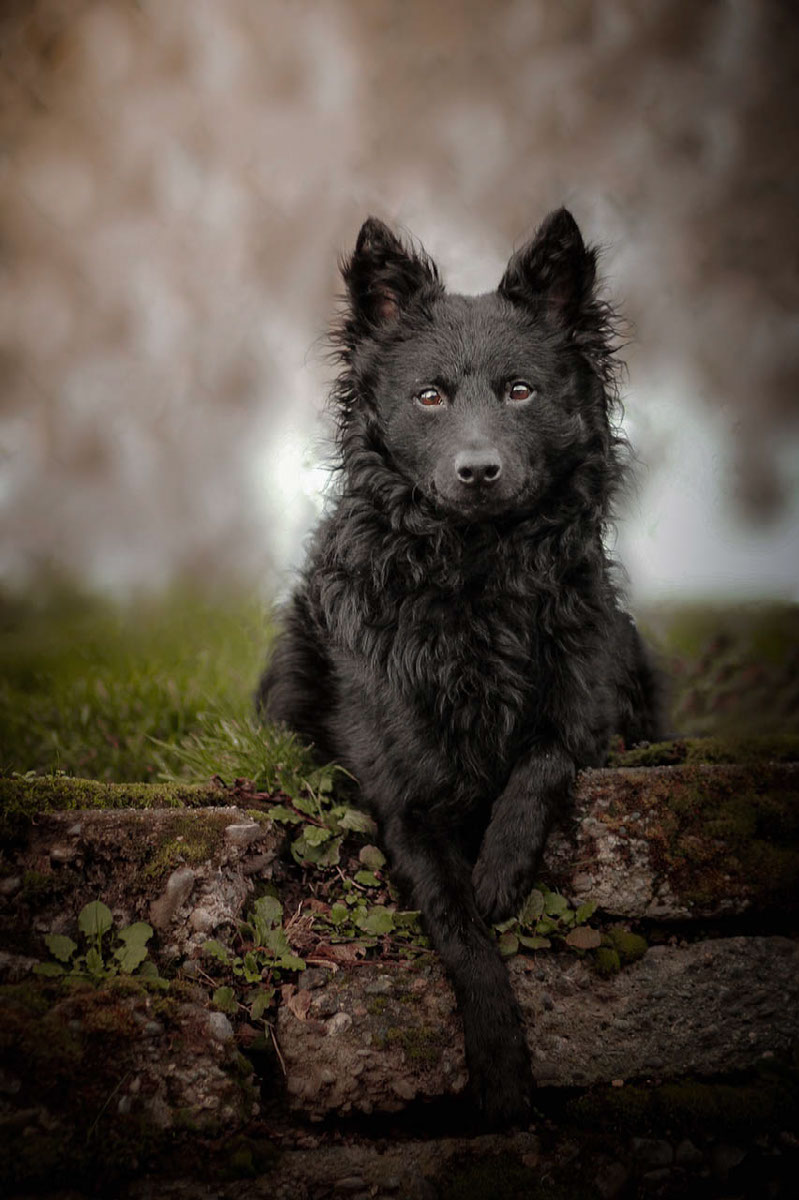 Grey ish | Edit | Photoshop Lightroom