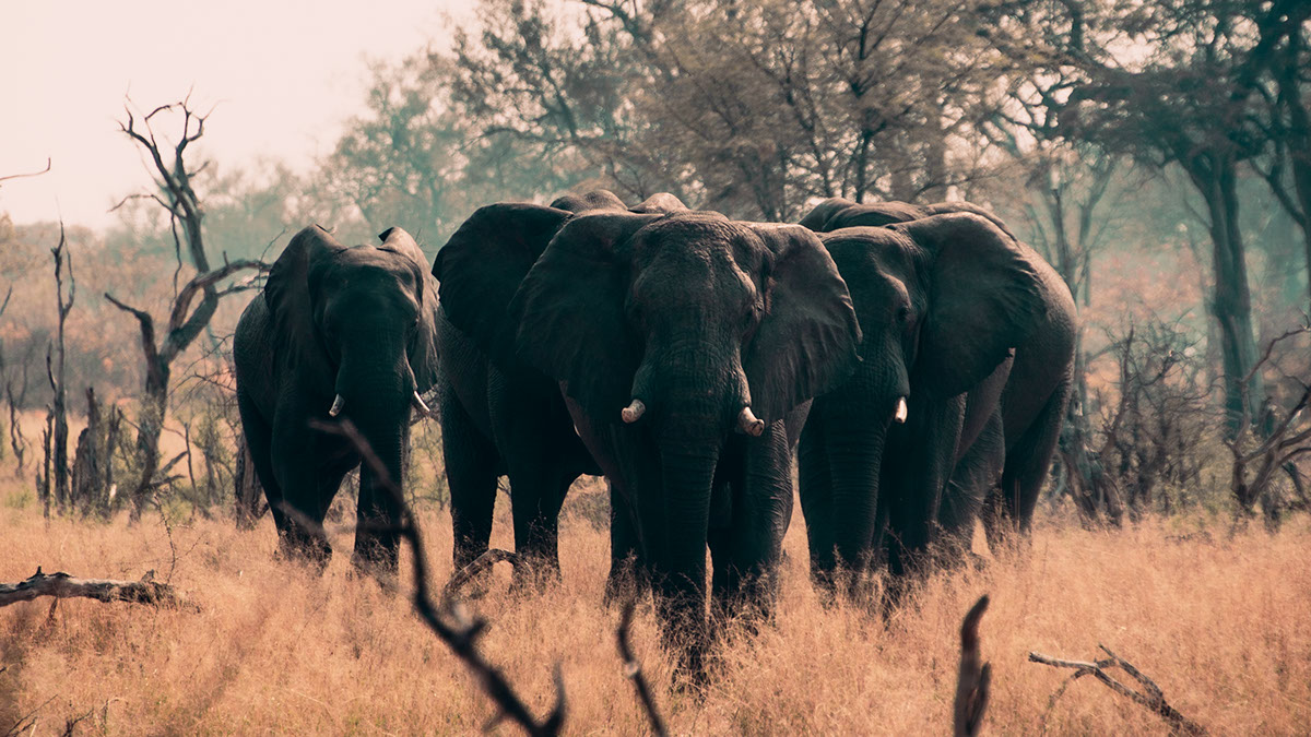 Elephant Formation | Remix | Photoshop Lightroom