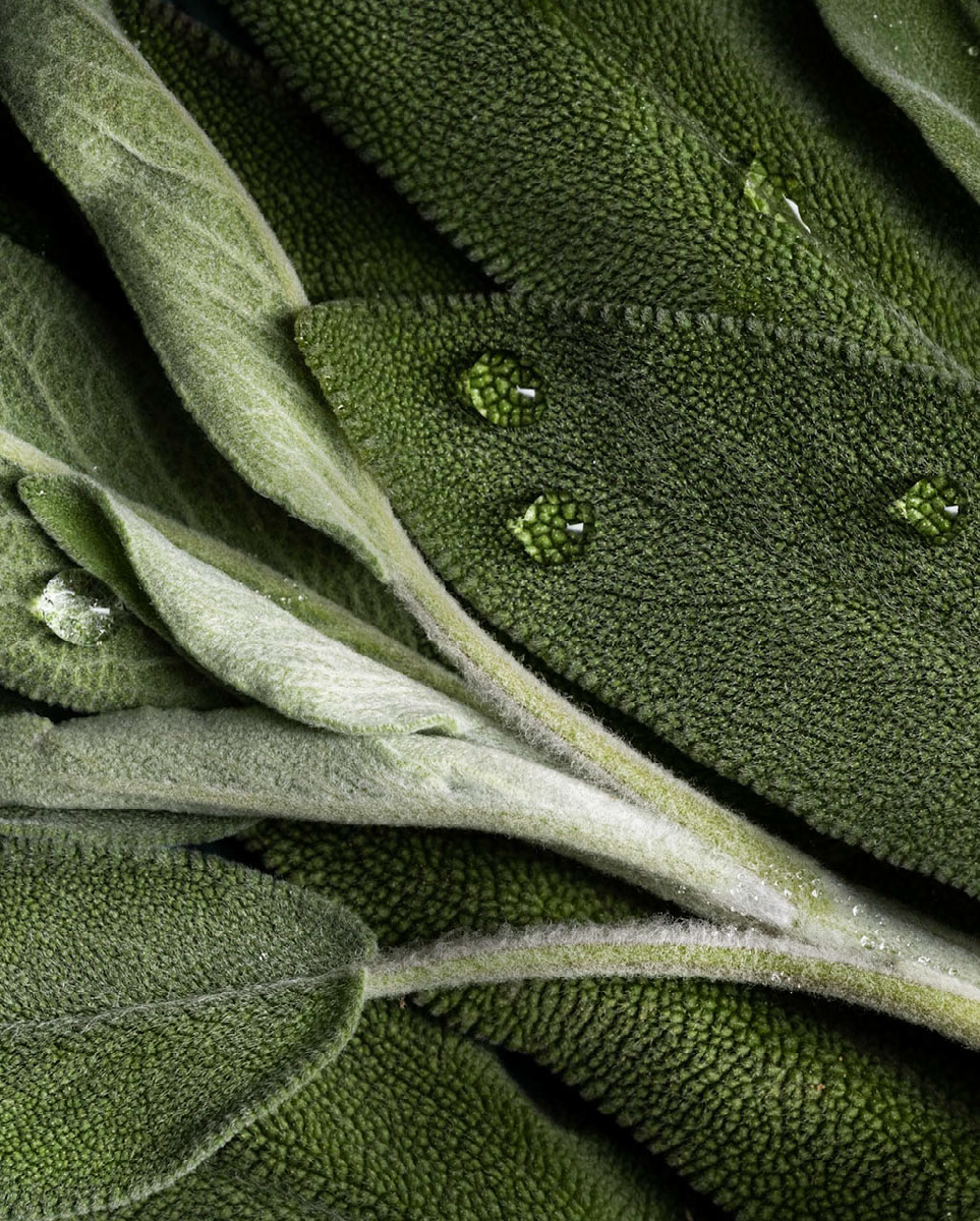 Sage Macro | Edit | Photoshop Lightroom