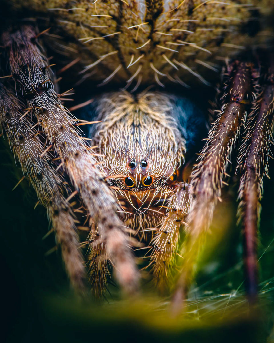 Orbweaver Spider Closeup | Edit | Photoshop Lightroom