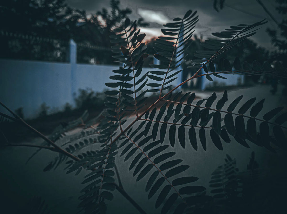 Faded morning | Edit | Photoshop Lightroom
