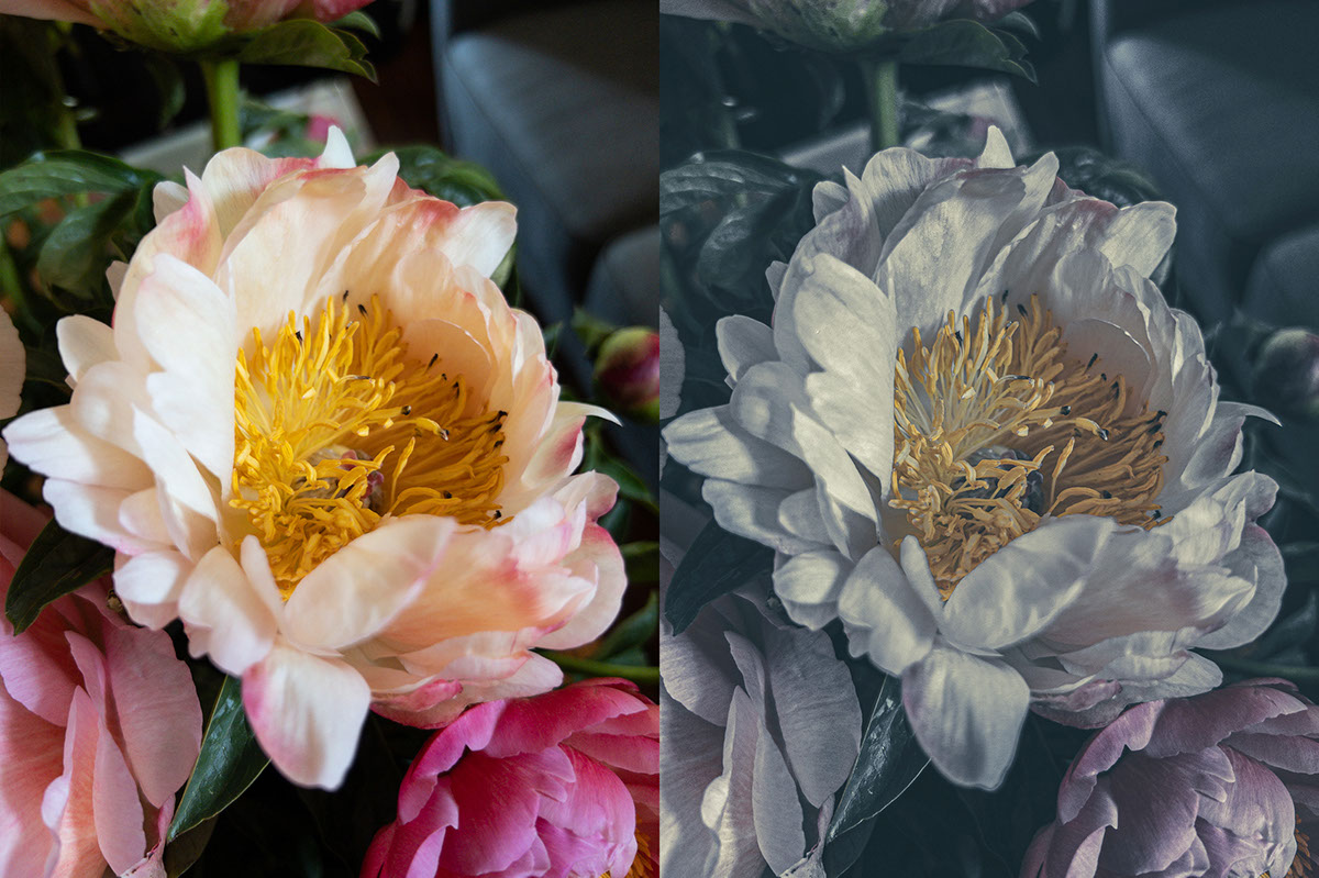 Artistic Matte Look | Tutorial | Adobe Lightroom