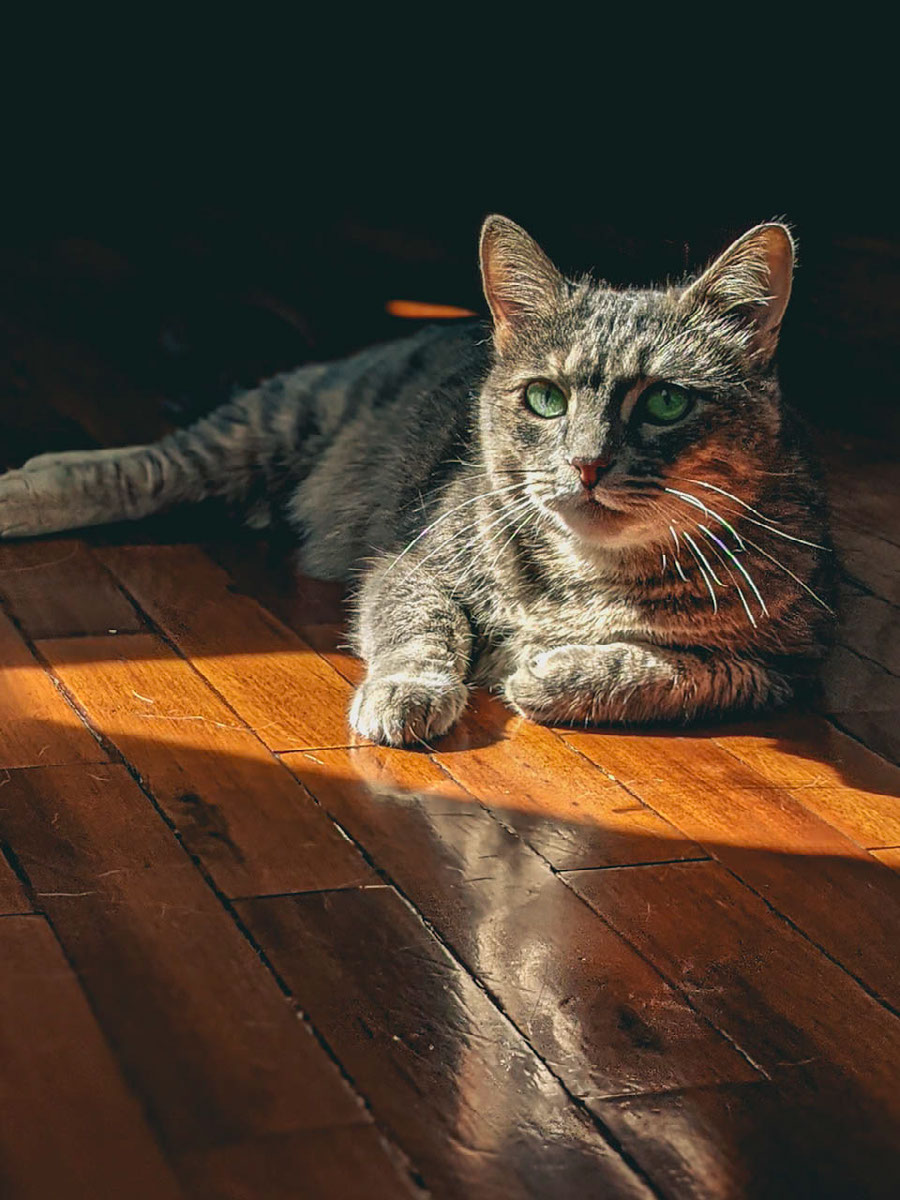 Aurora my cat | Edit | Photoshop Lightroom