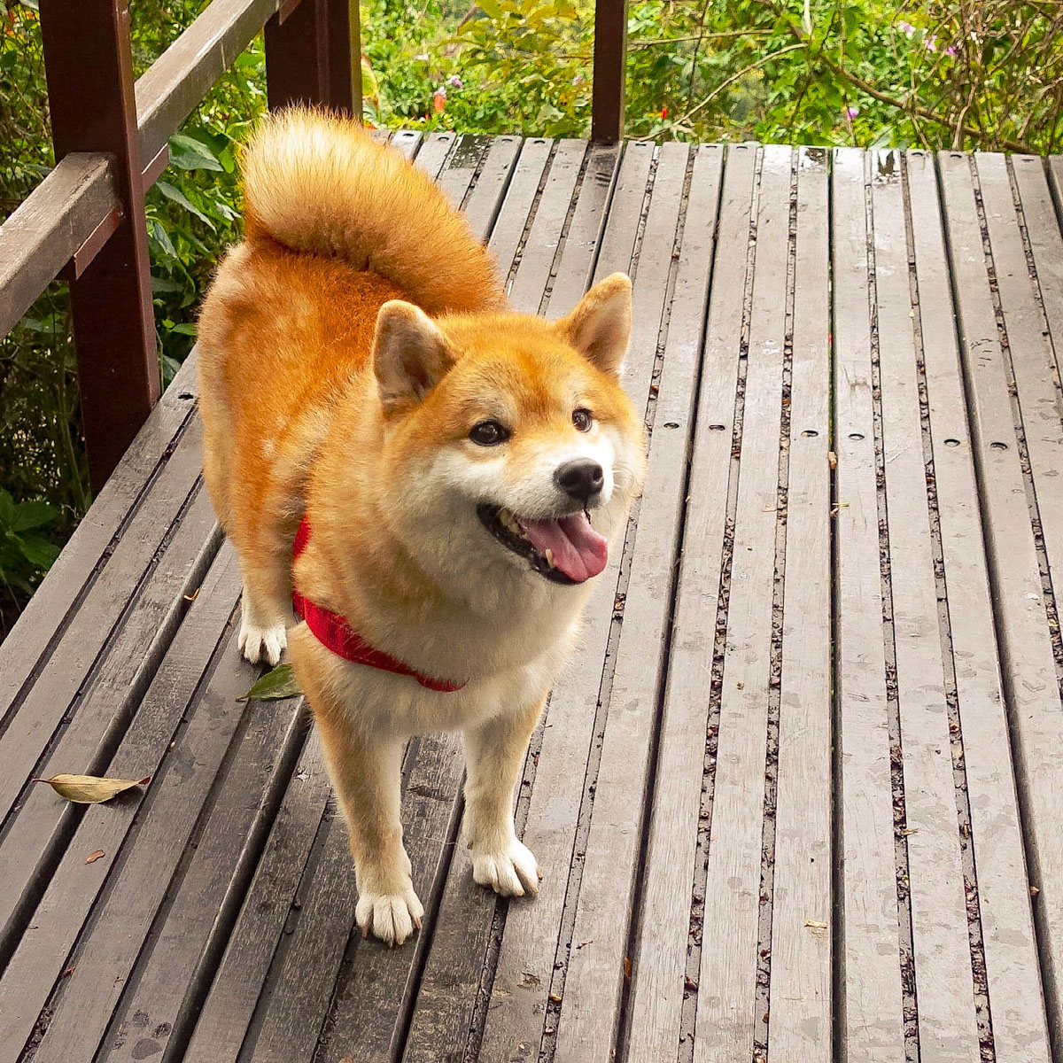 DOGE | Edit | Photoshop Lightroom