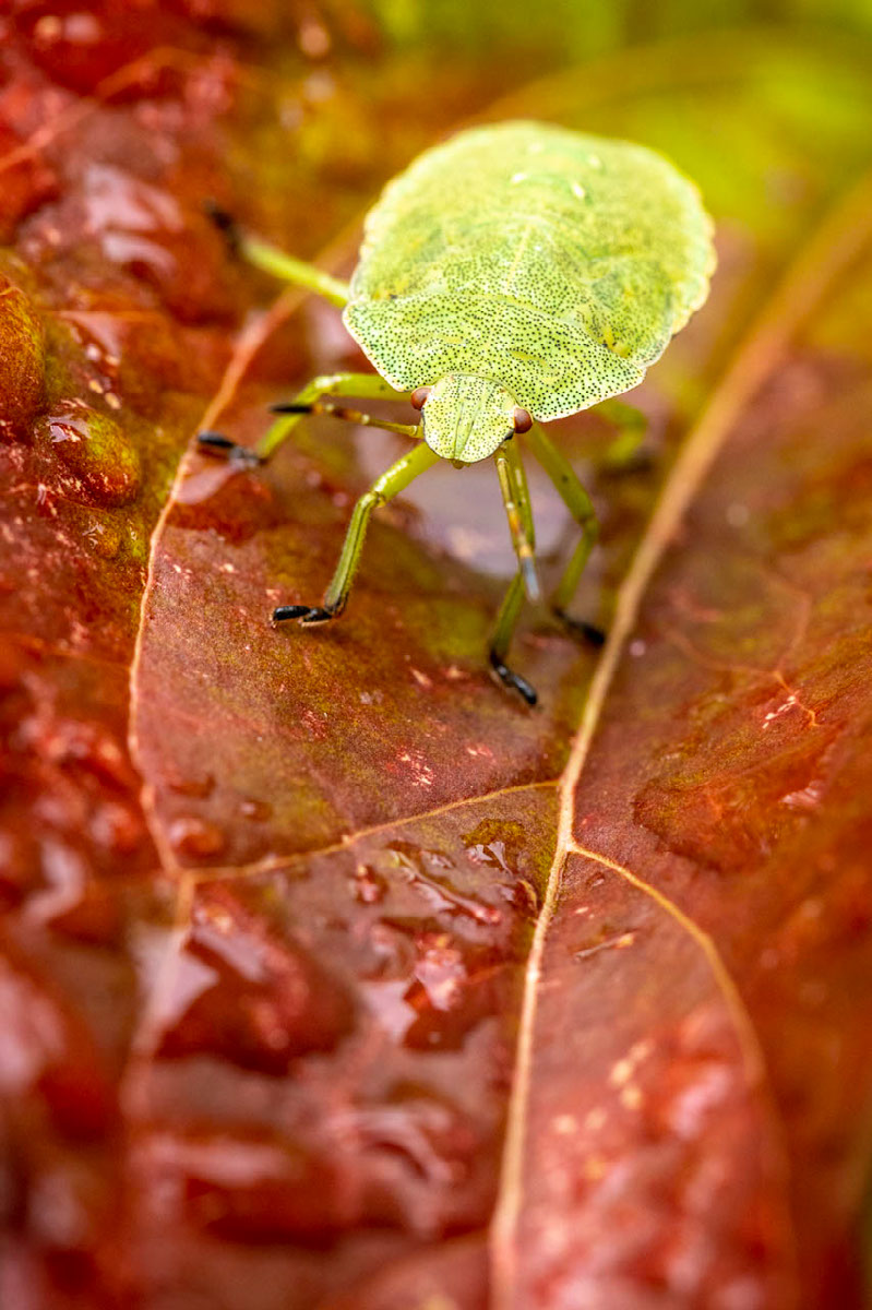 Bug | Edit | Photoshop Lightroom