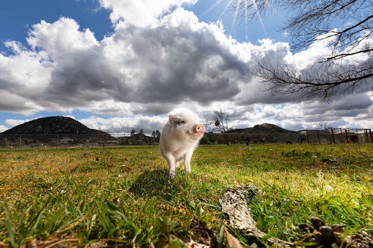 Shooting into the Sun with a Pig | Edit | Photoshop Lightroom