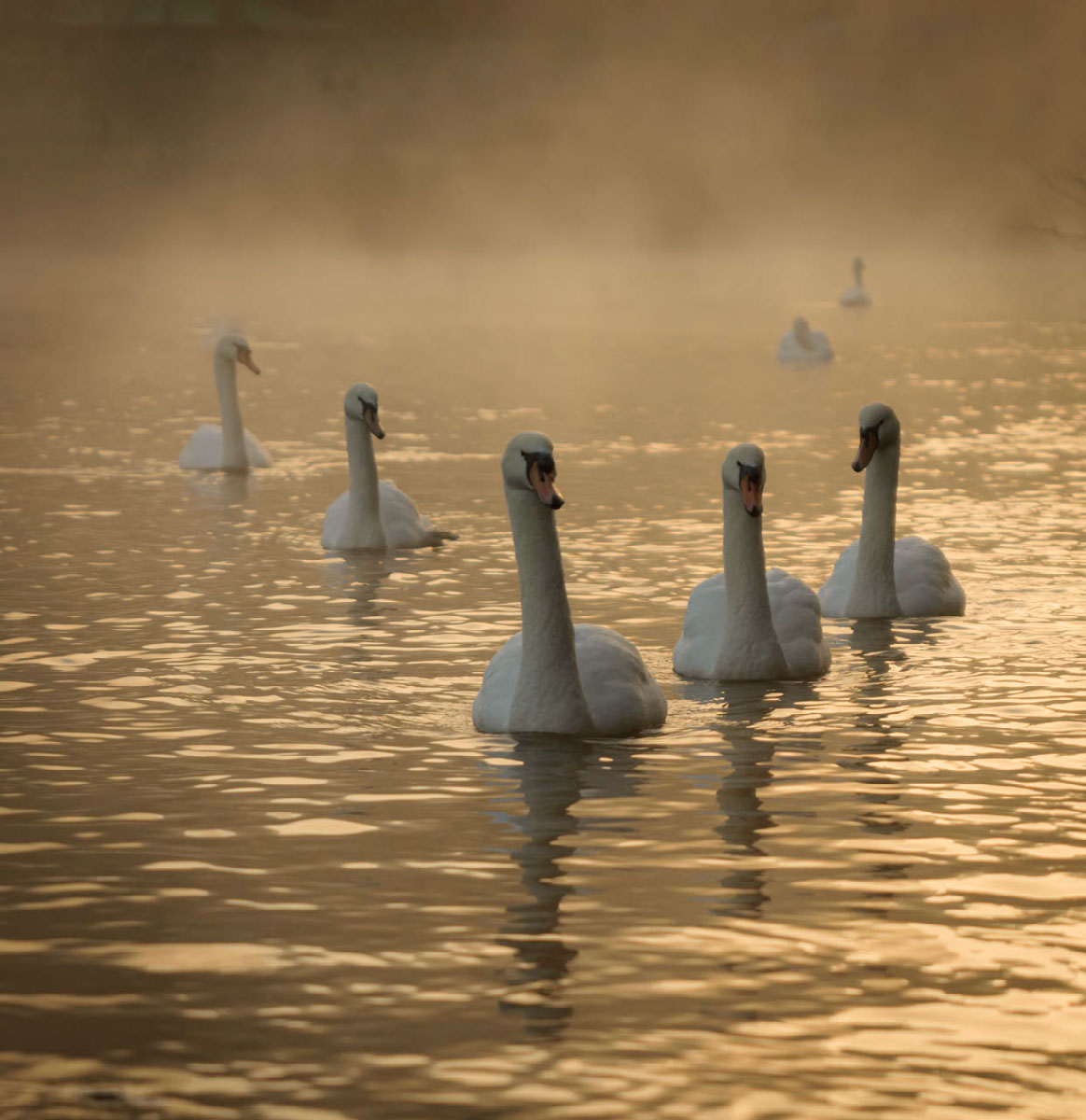 Swans at Dawn | Edit | Photoshop Lightroom